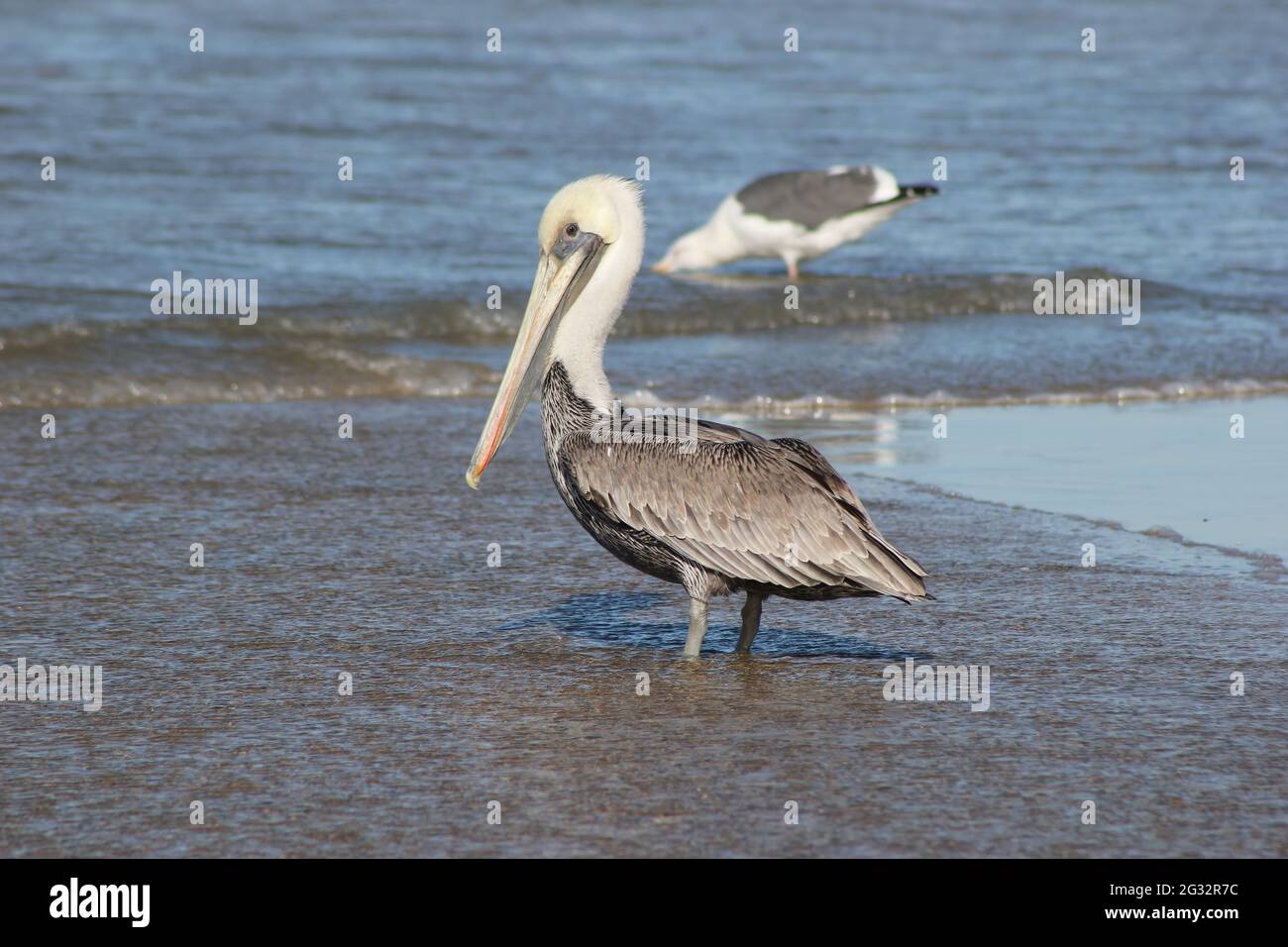 Seagull posing in the ocean Stock Photo - Alamy