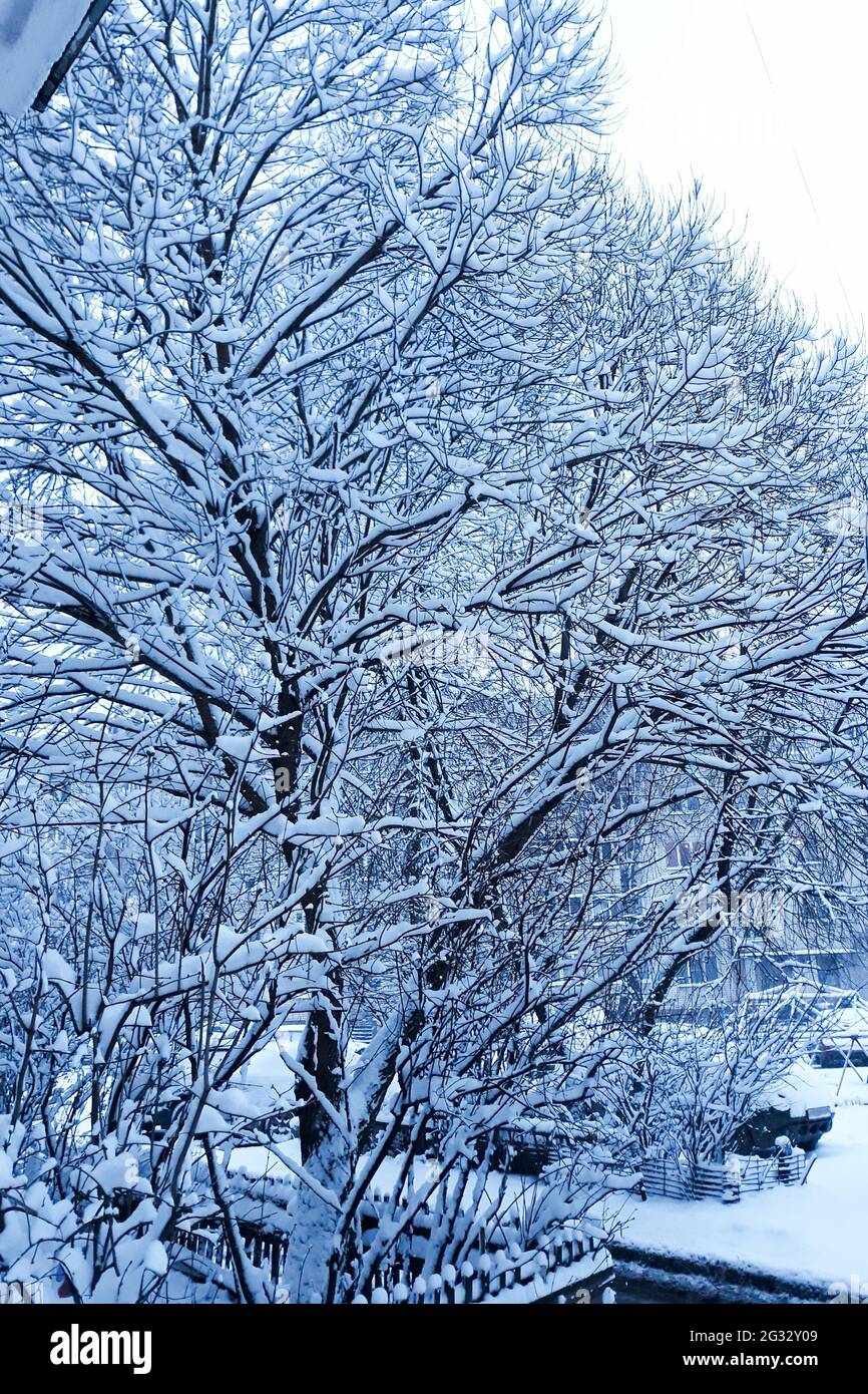 Snow covered tree branches close-up. City winter landscape Stock Photo ...