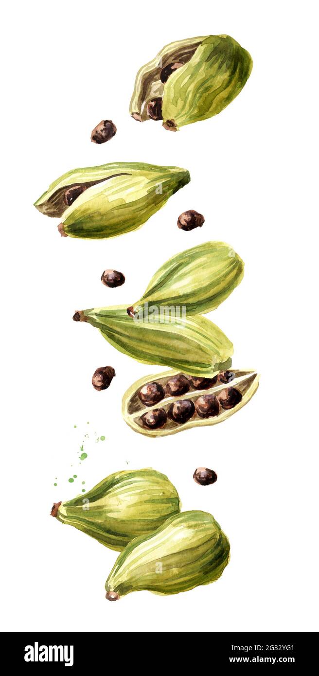 Falling Cardamon pods. Super food and indian aroma spice. Hand drawn ...