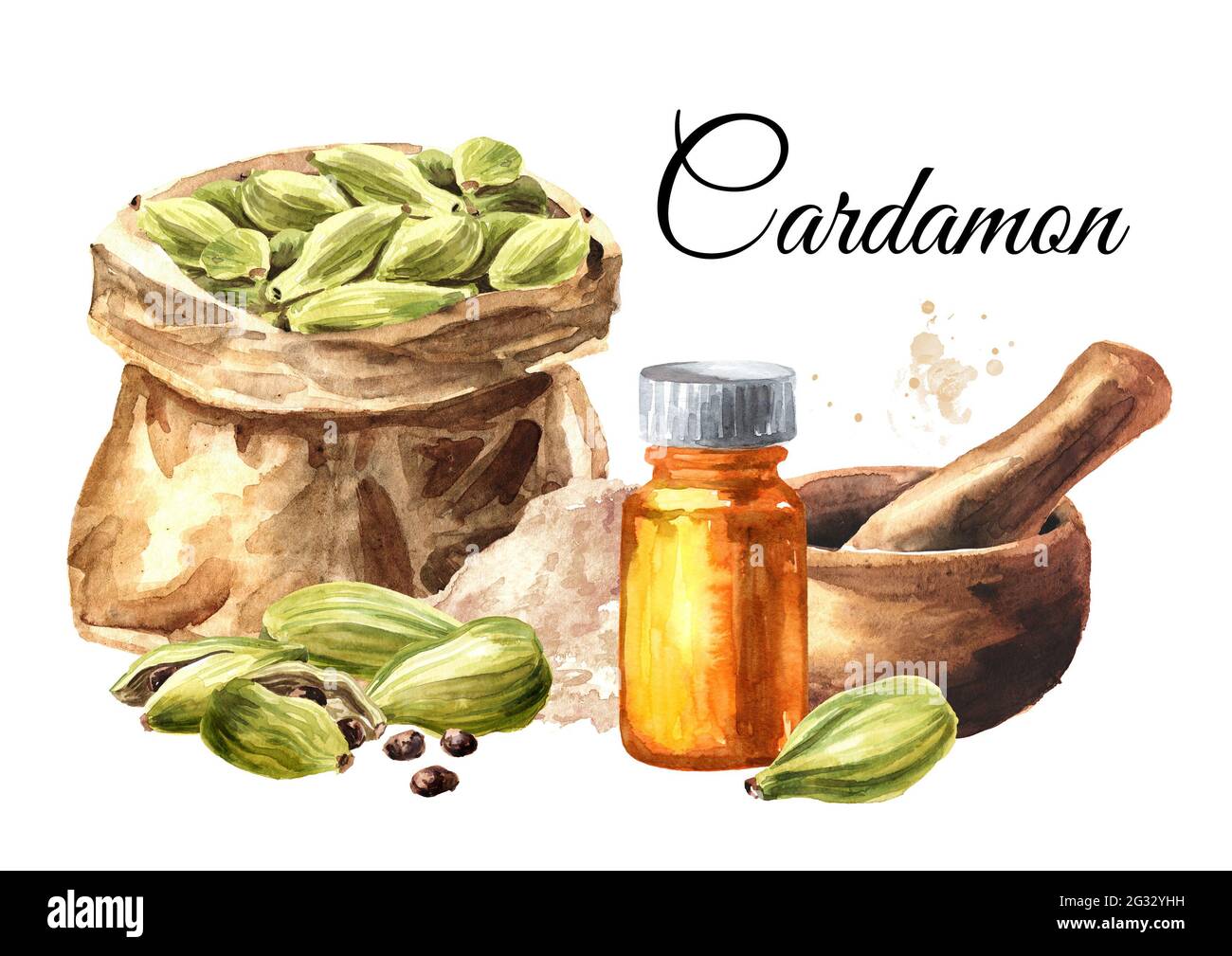 Cardamon pods, powder and bottle of essential oil card, Hand drawn ...