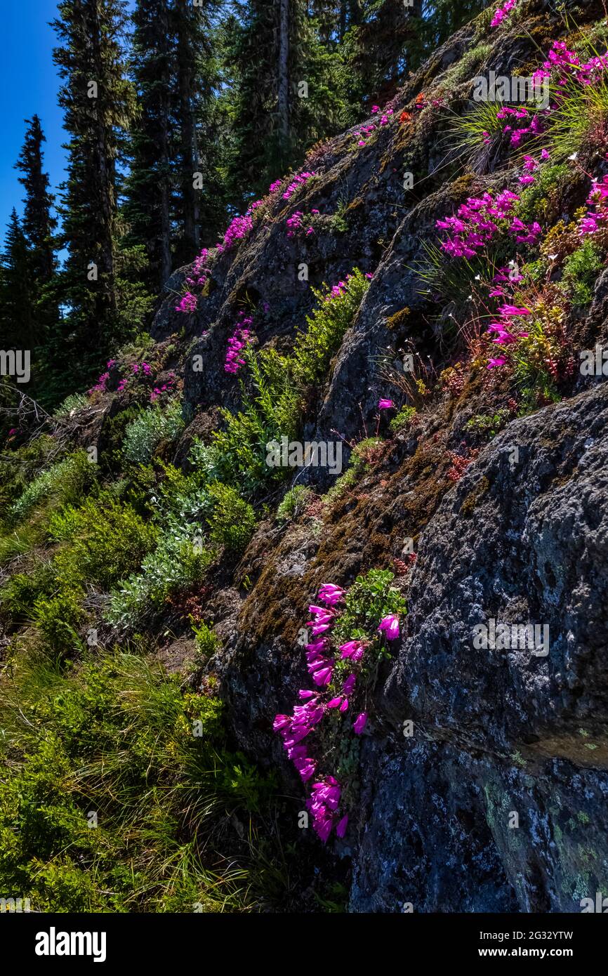 Rock Penstemon, Penstemon rupicola, flowering along High Rock Lookout ...