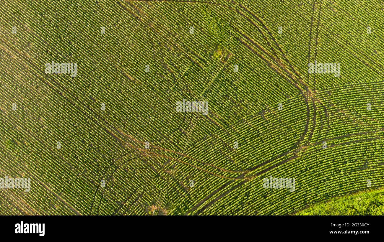 Rural landscape. Top down view of rural field meadow scene. Countryside ...