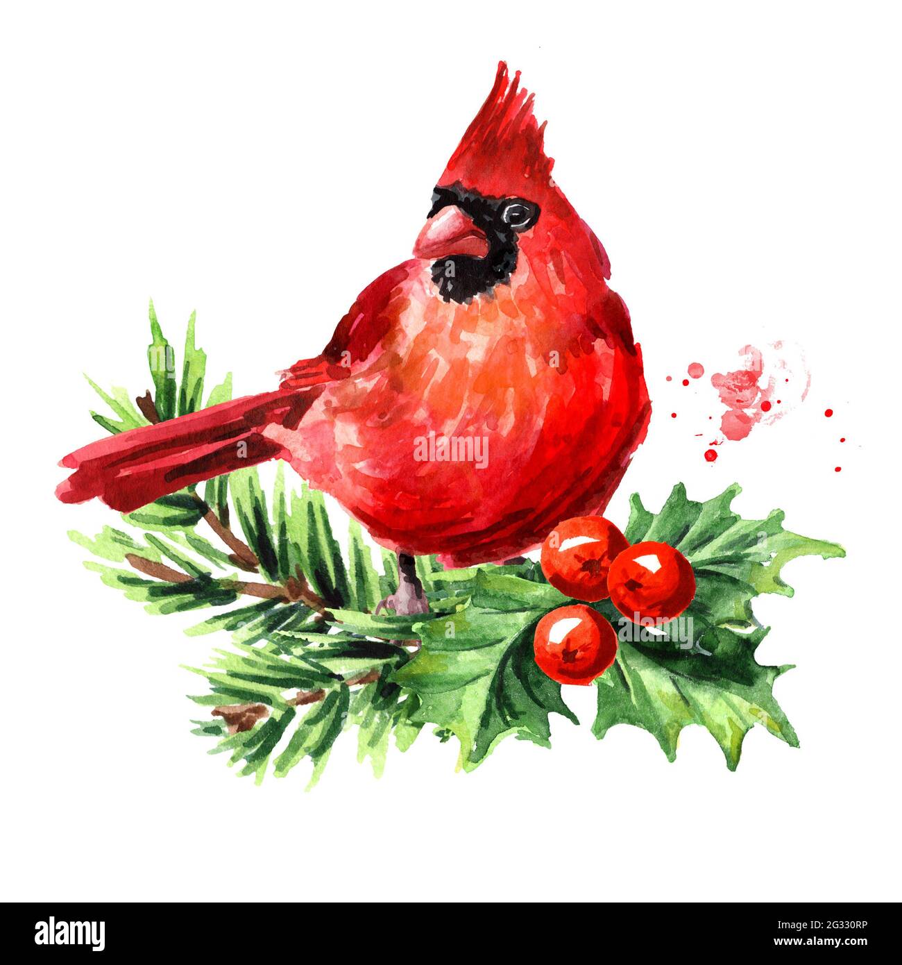 Red bird Cardinal on the fir branch and holly berries, Symbol of ...
