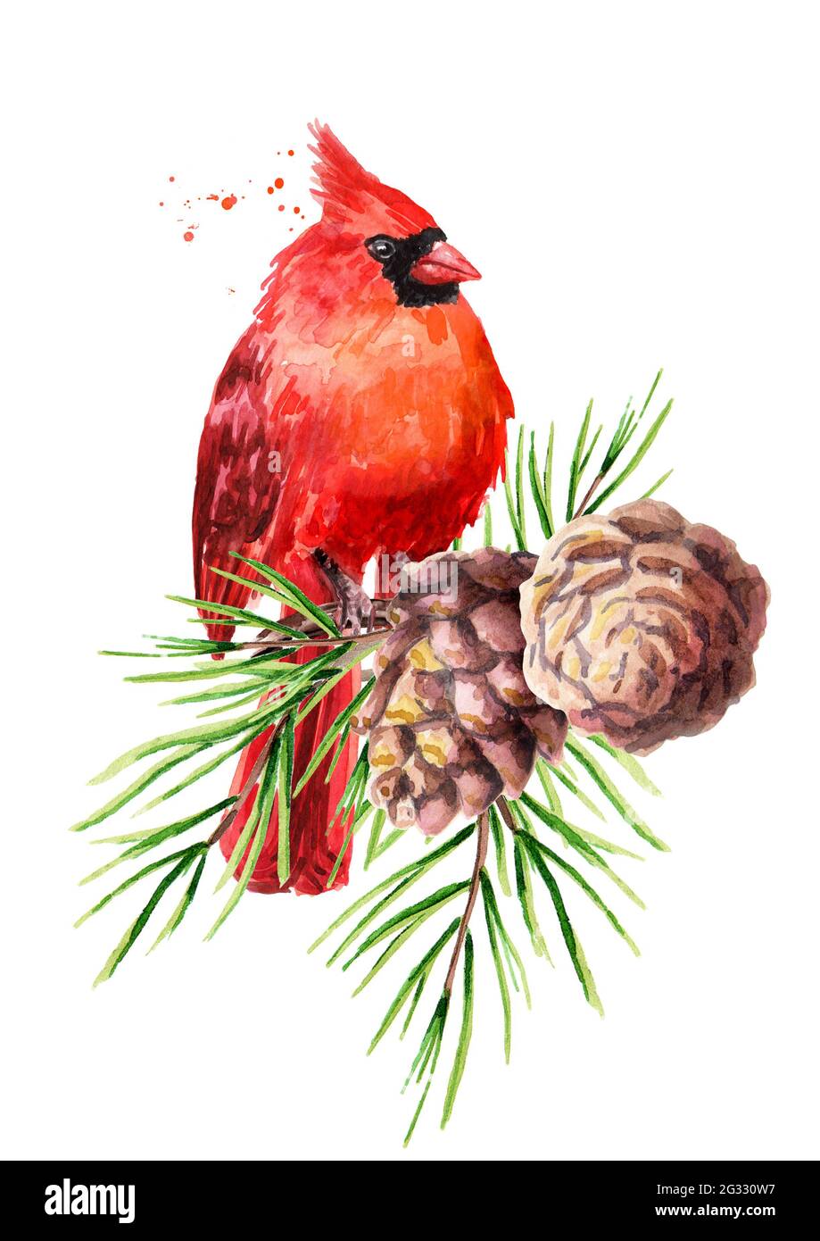 Red bird Cardinal on the cedar branch with cones Symbol of Christmas ...