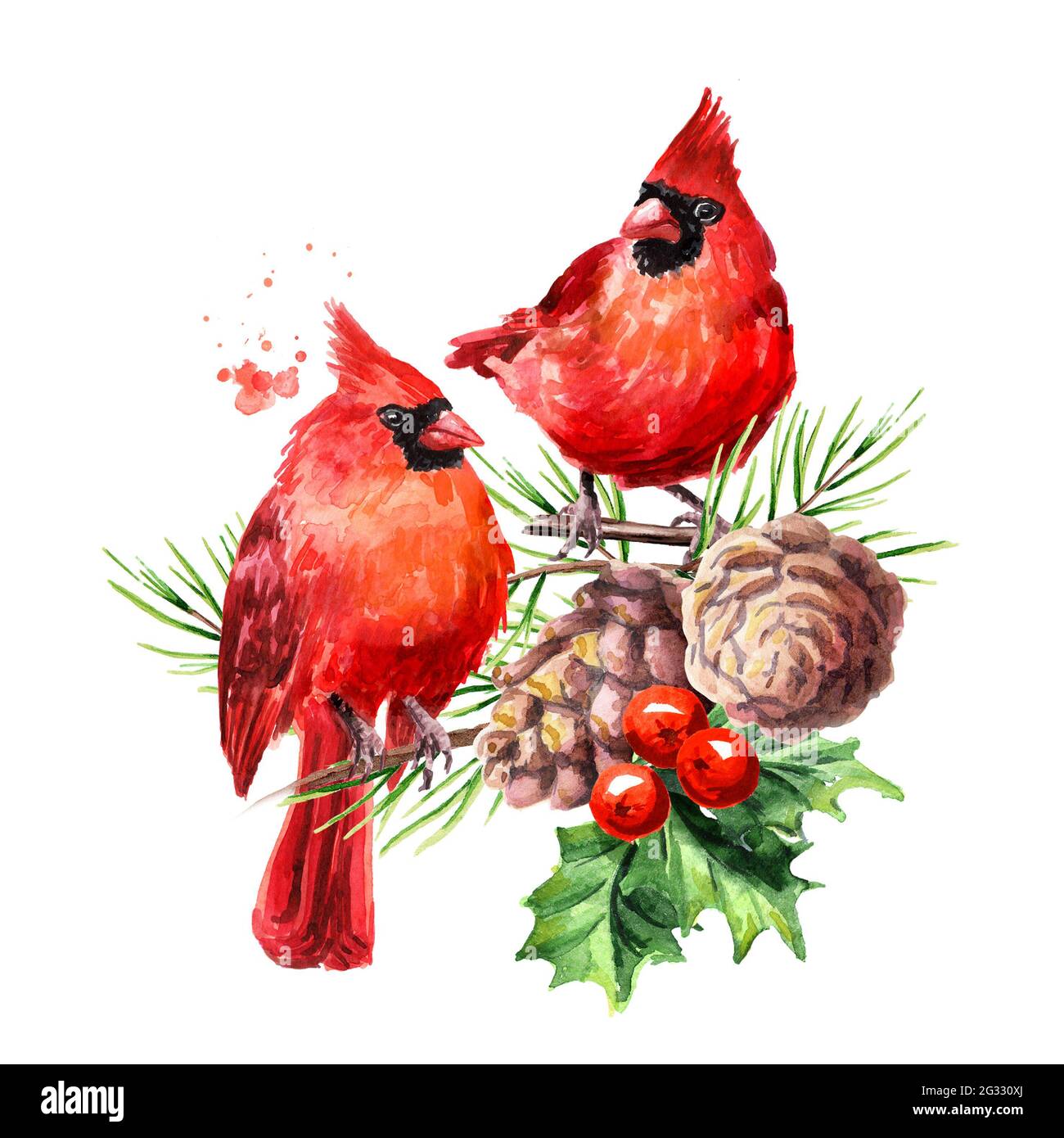 Red birds Cardinal on the cedar branch with cones Symbol of Christmas ...