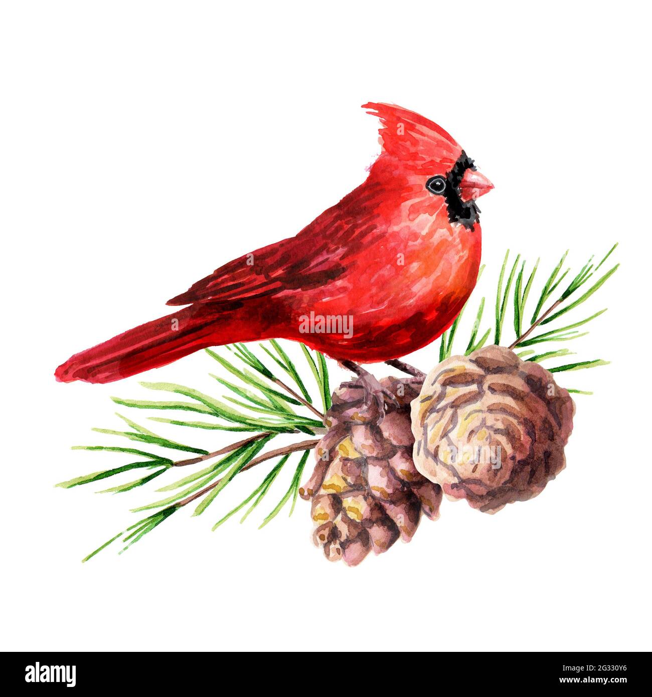 Northern Cardinal Bird Illustration High Resolution Stock Photography ...