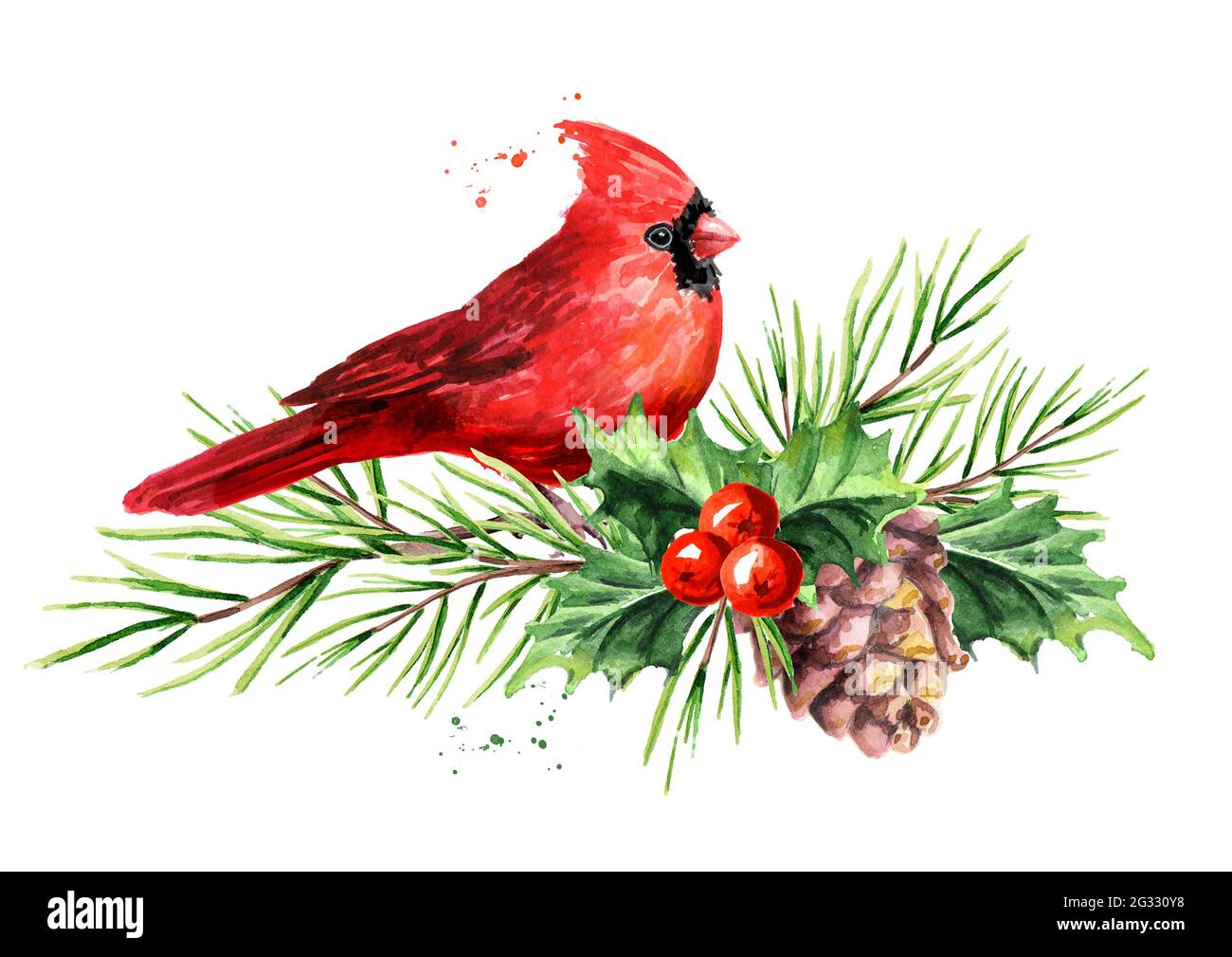 Red bird Cardinal on the cedar branch with cones and holly berries ...
