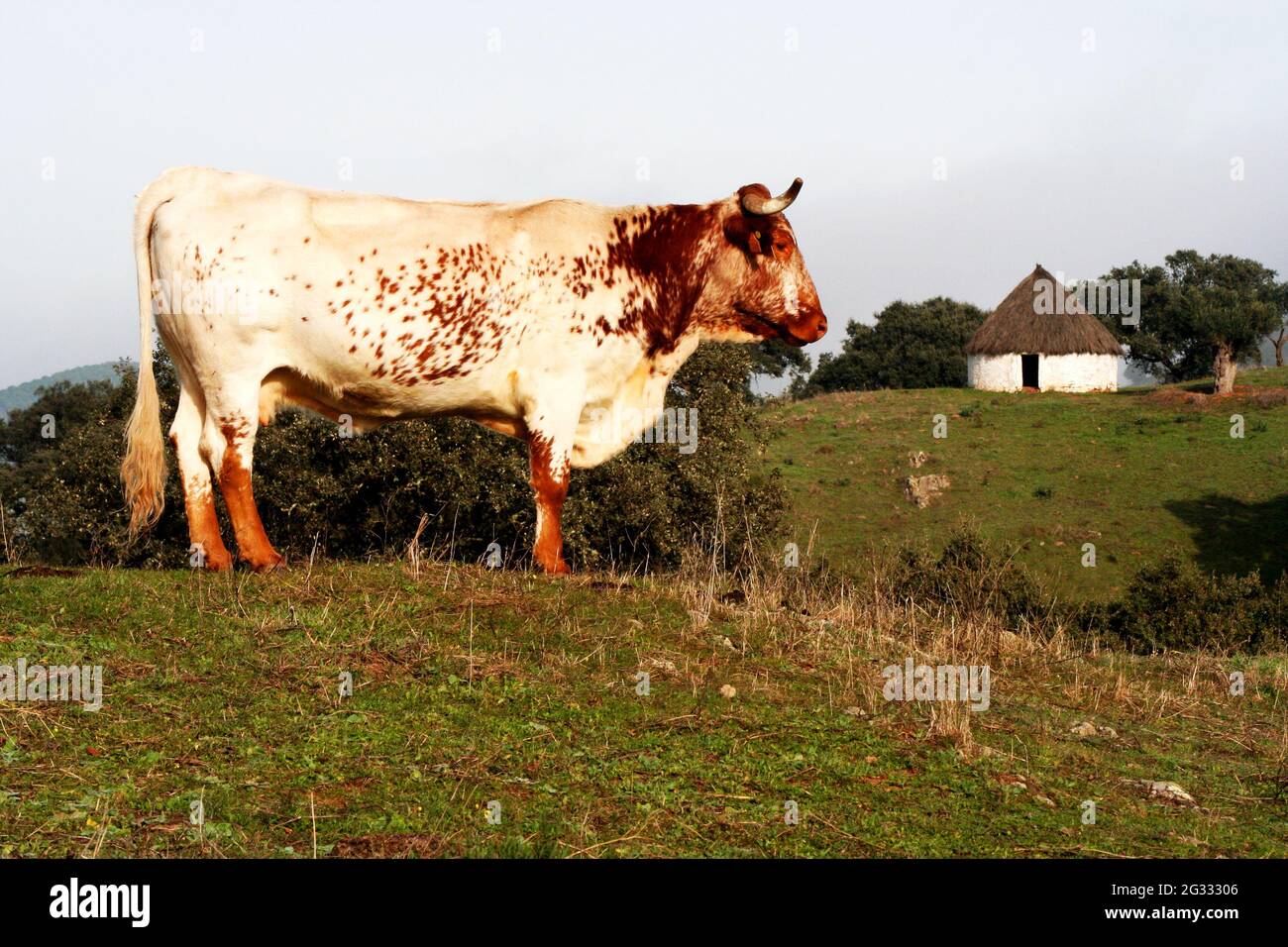 Angry cow hi-res stock photography and images - Alamy