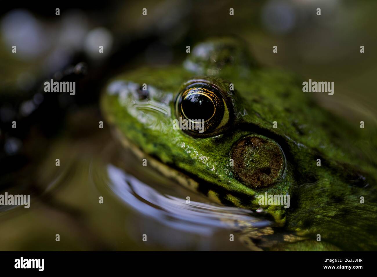 Cute green frog in water with big eyes Stock Photo - Alamy