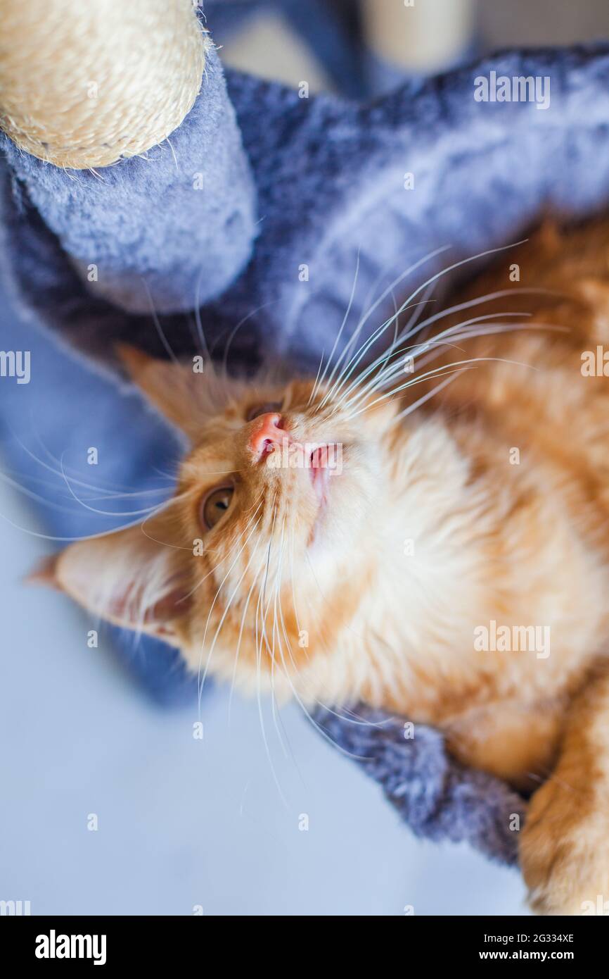 Maine Coon kitten in its gray soft home Stock Photo - Alamy