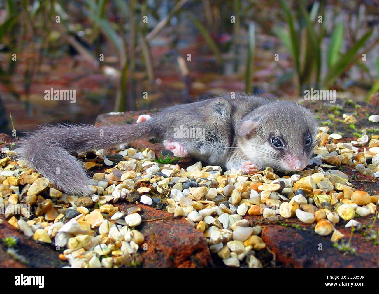 Ravenous appetite hi-res stock photography and images - Alamy