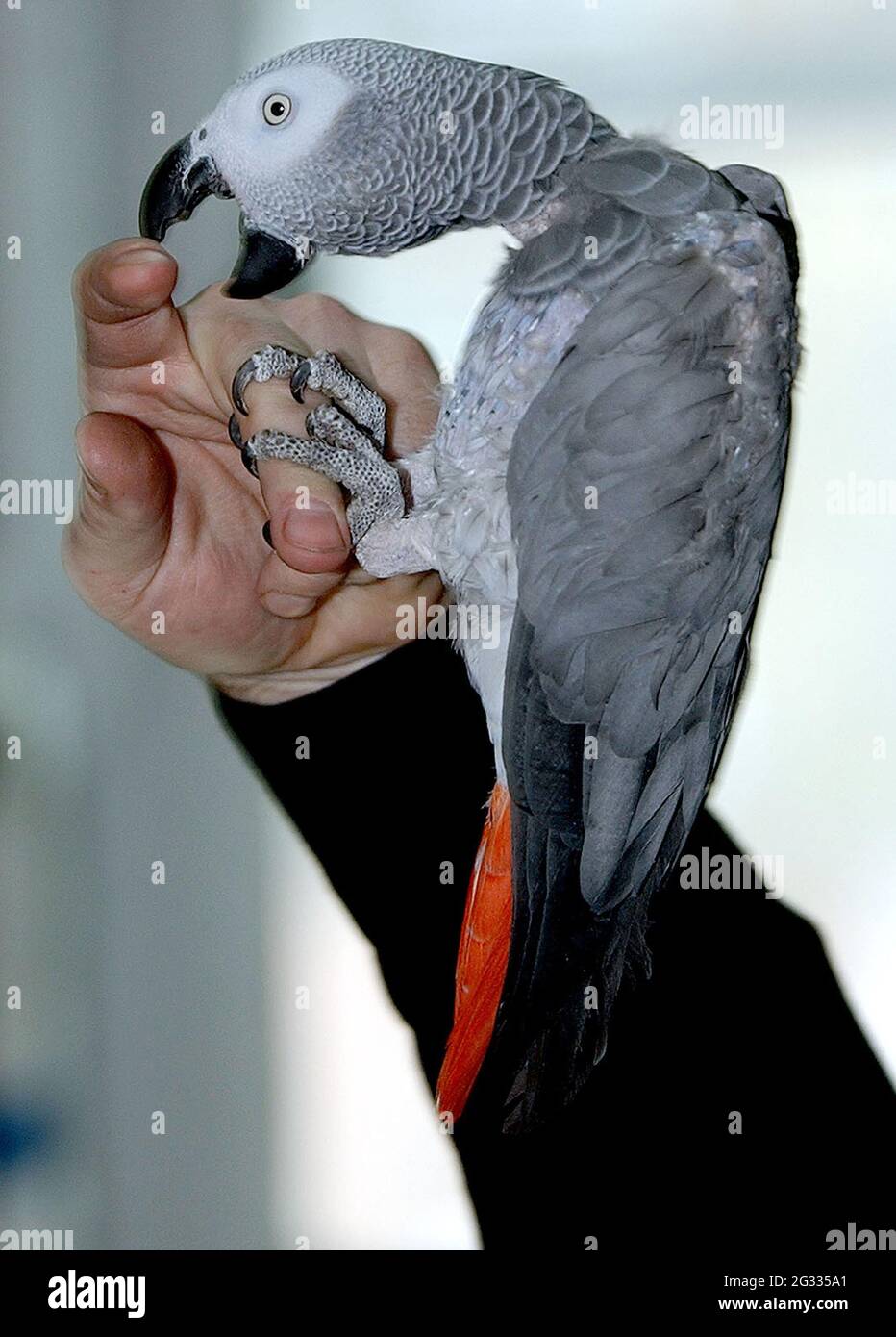 LEADING STEWARD STEVE TUNSTALL WITH SUNNY THE SWEARING PARROT WHO MET ...
