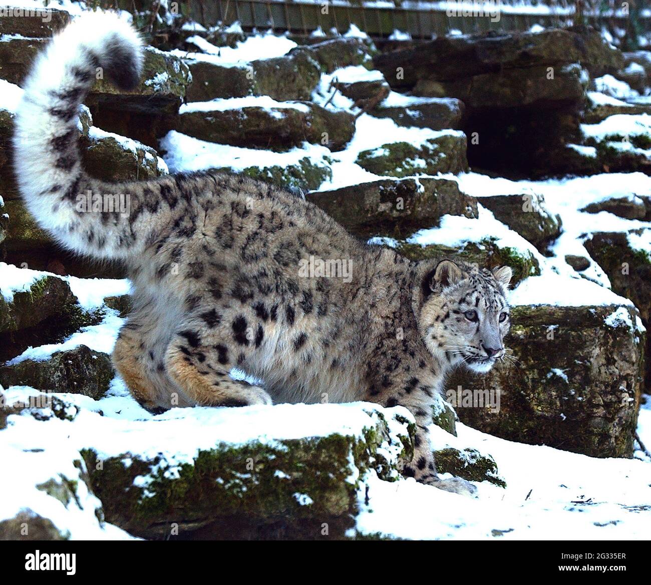 6 MONTH OLD SNOW LEOPARD CUB GETS HER FIRST TASTE OF SNOW AT MARWELL ...