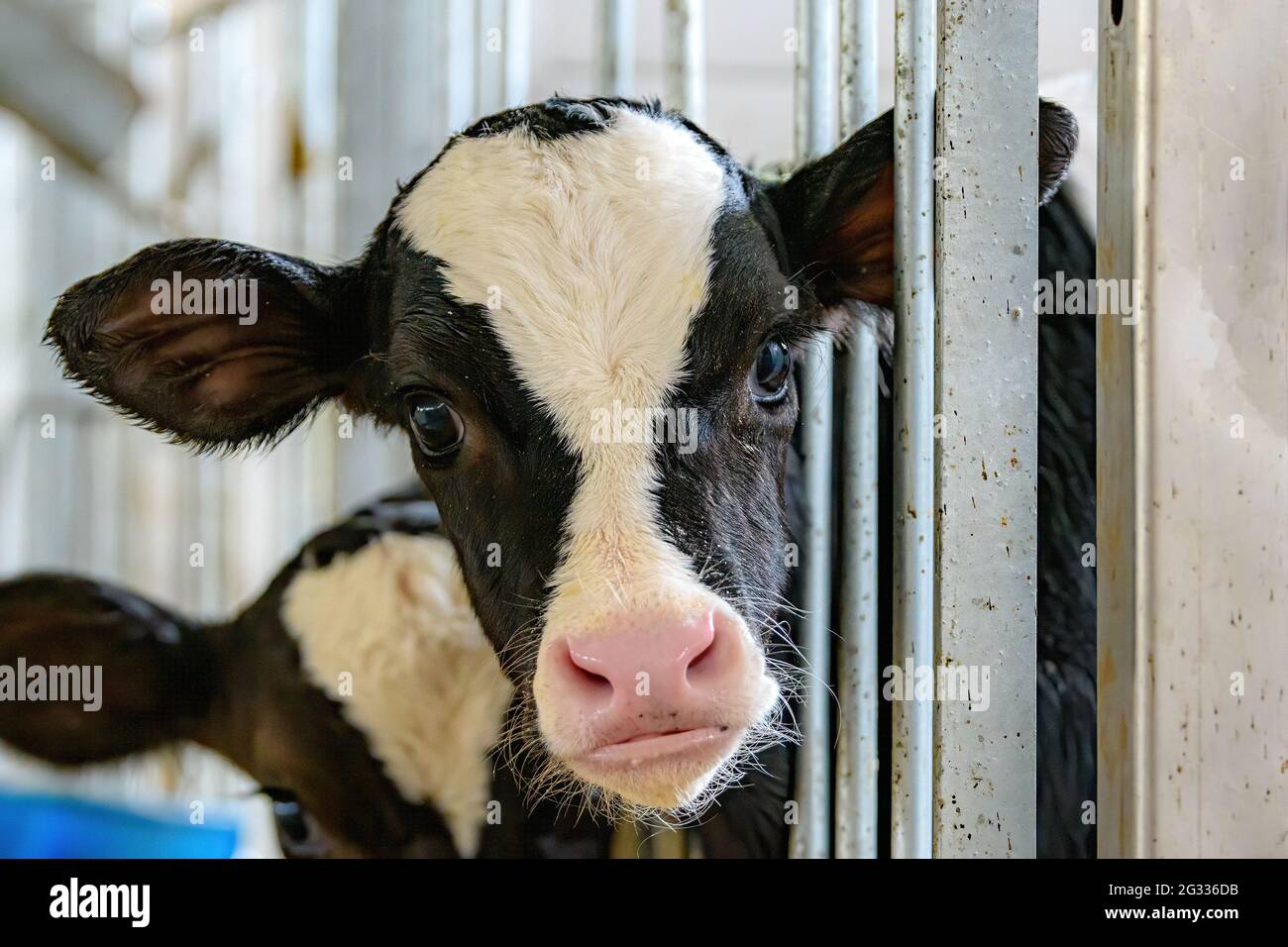 Cow Slaughterhouse Pens