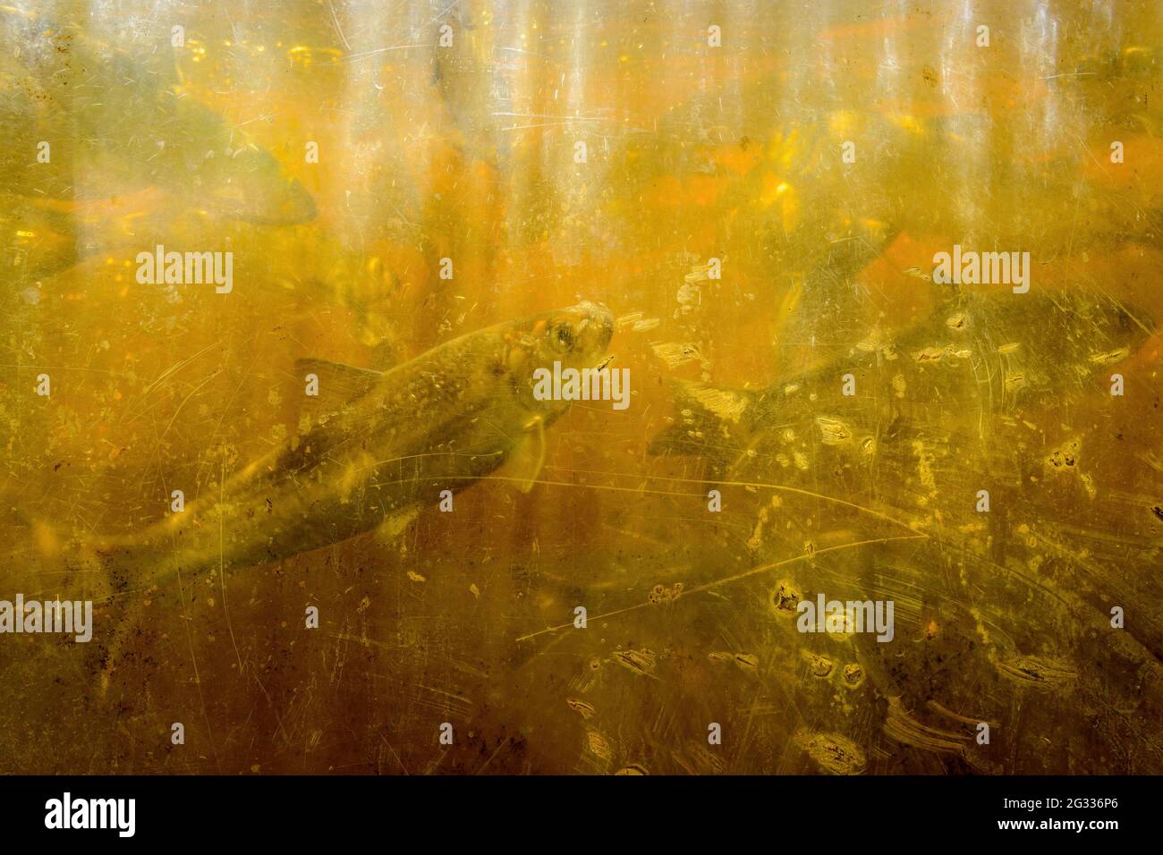 A scratched, chipped, and dirty translucent window in a salmon run. One ...