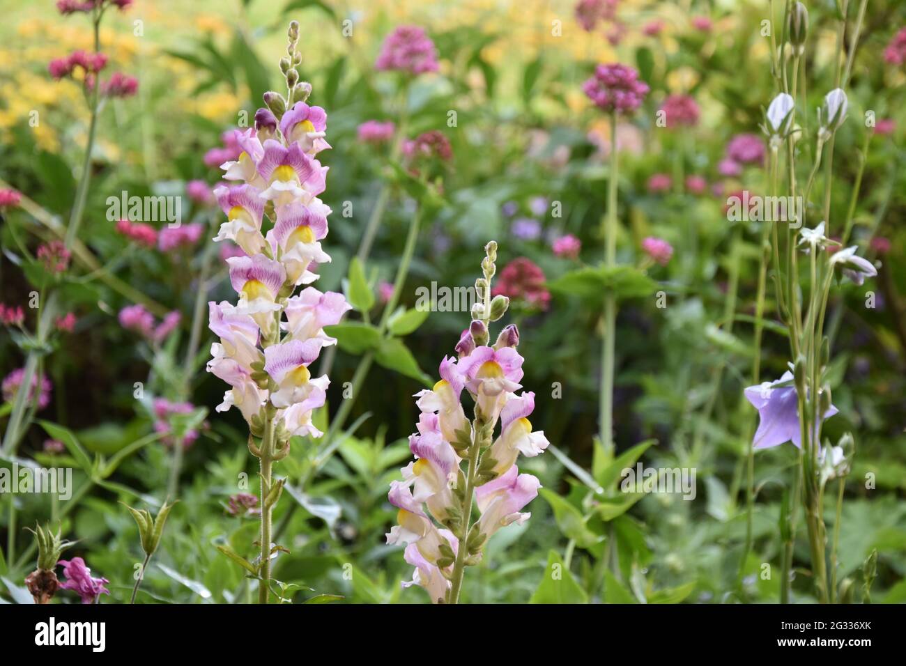 Antirrhinum majus border hi-res stock photography and images - Alamy