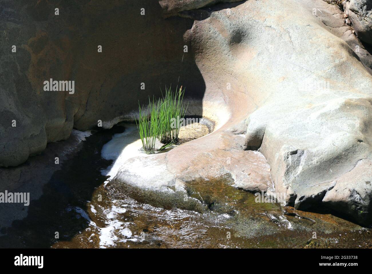 Beautiful young shoots of green grass grow out of a rock by flowing ...