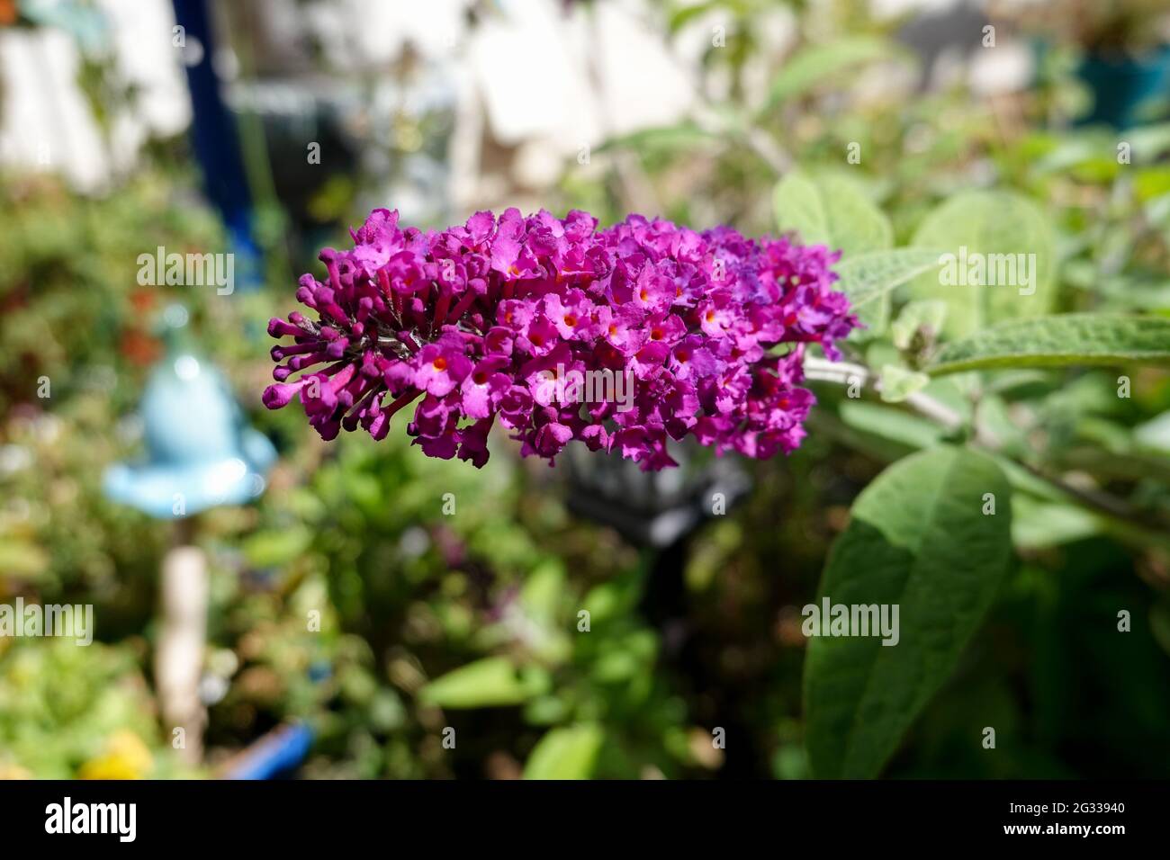 Buddleia or Buddleja growing in a flower pot in a home garden in ...