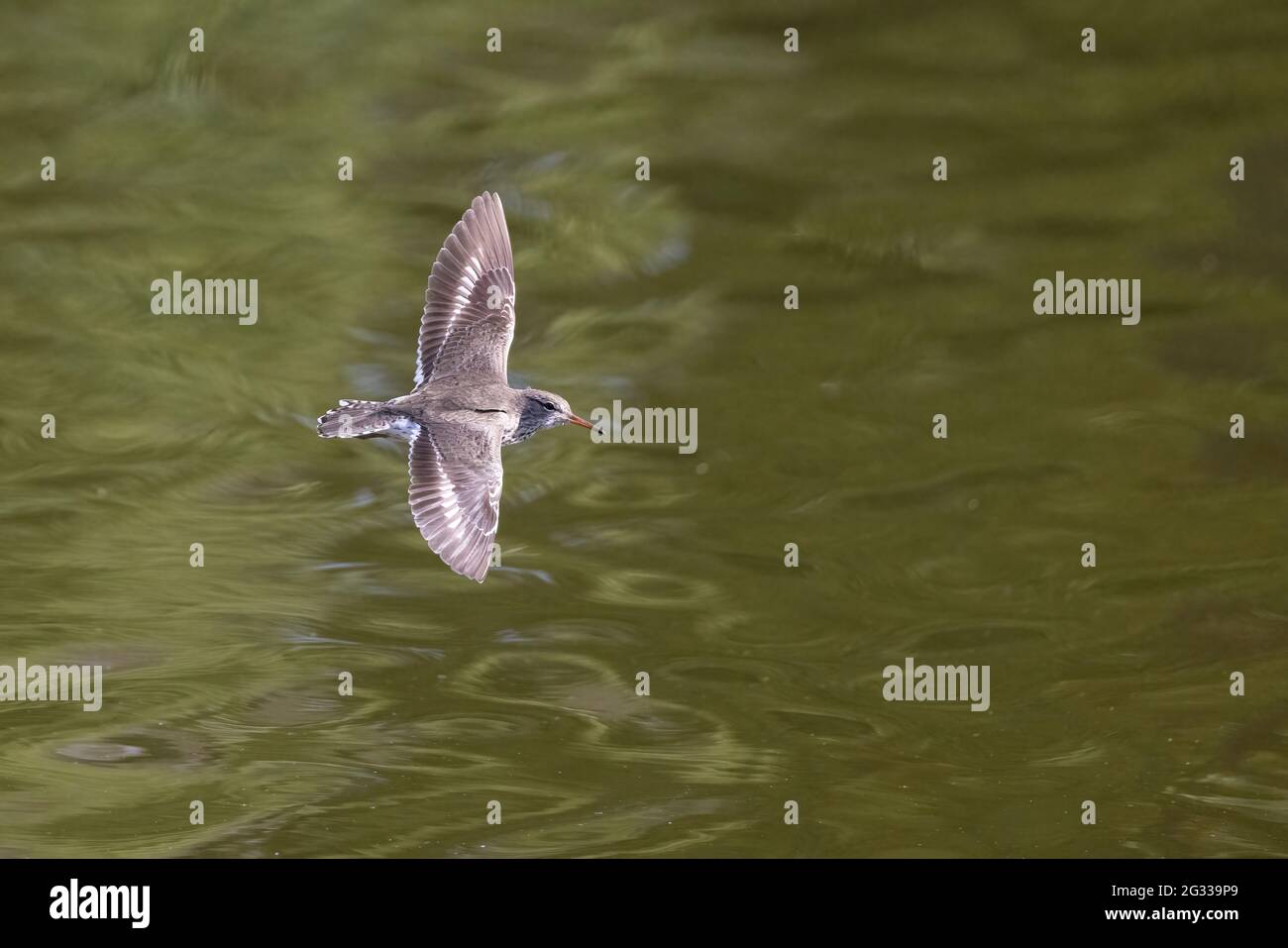 A common sandpiper bird flying over the lake Stock Photo - Alamy