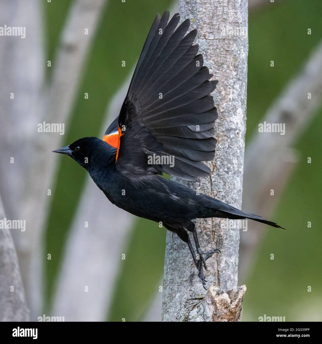 A blackbird flying by the trees Stock Photo - Alamy