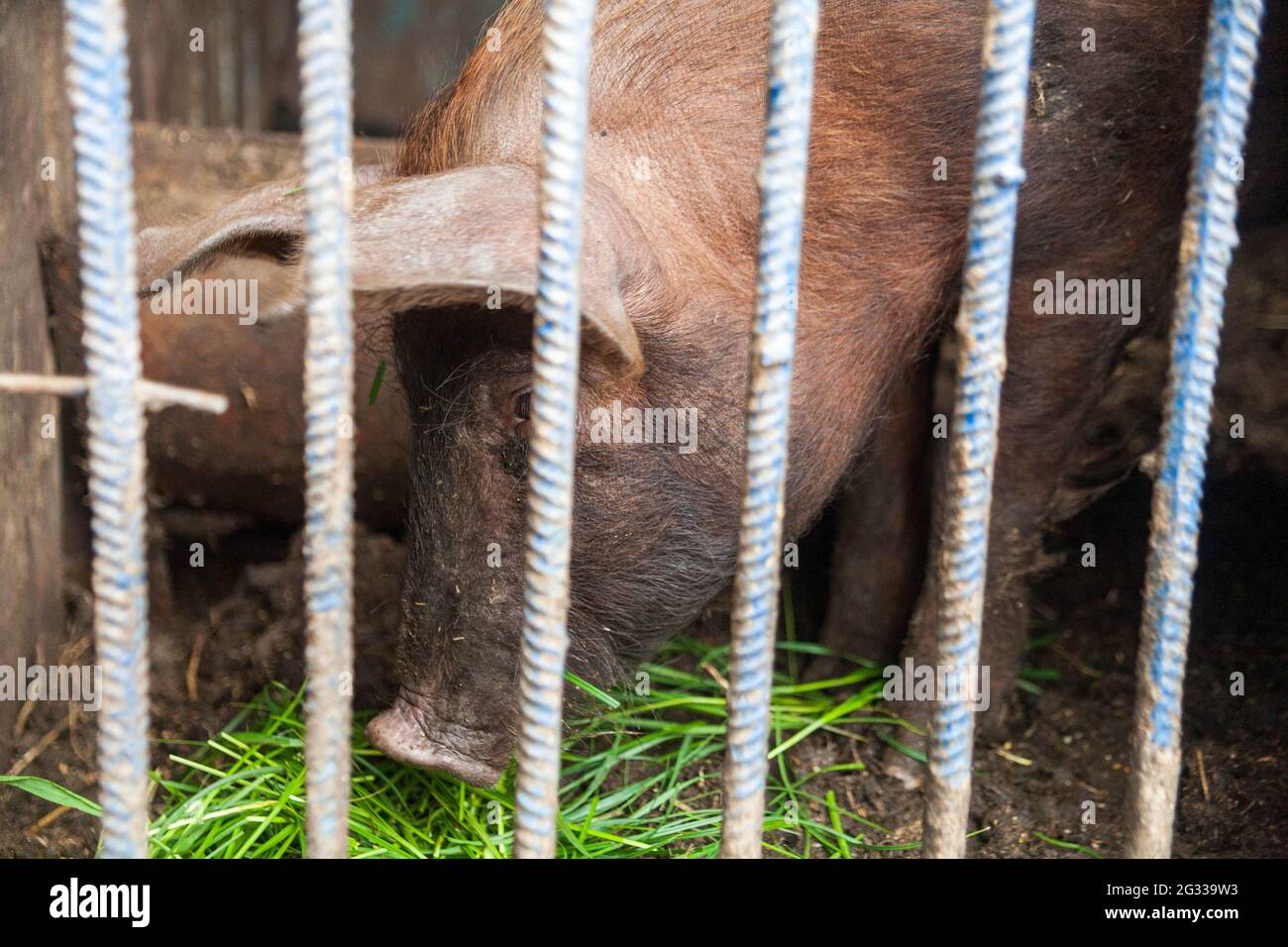 unfortunate piglet suffers trapped in a cage behind bars at a meat farm ...