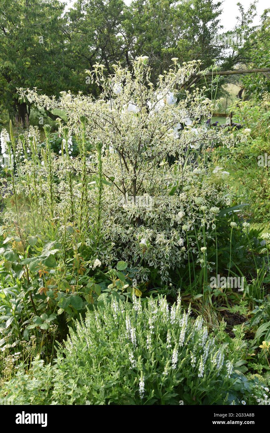 Cornus alternifolia argentea hi-res stock photography and images - Alamy