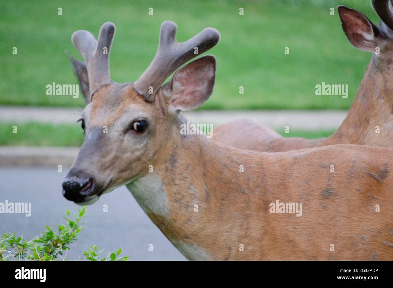Deer face hi-res stock photography and images - Alamy