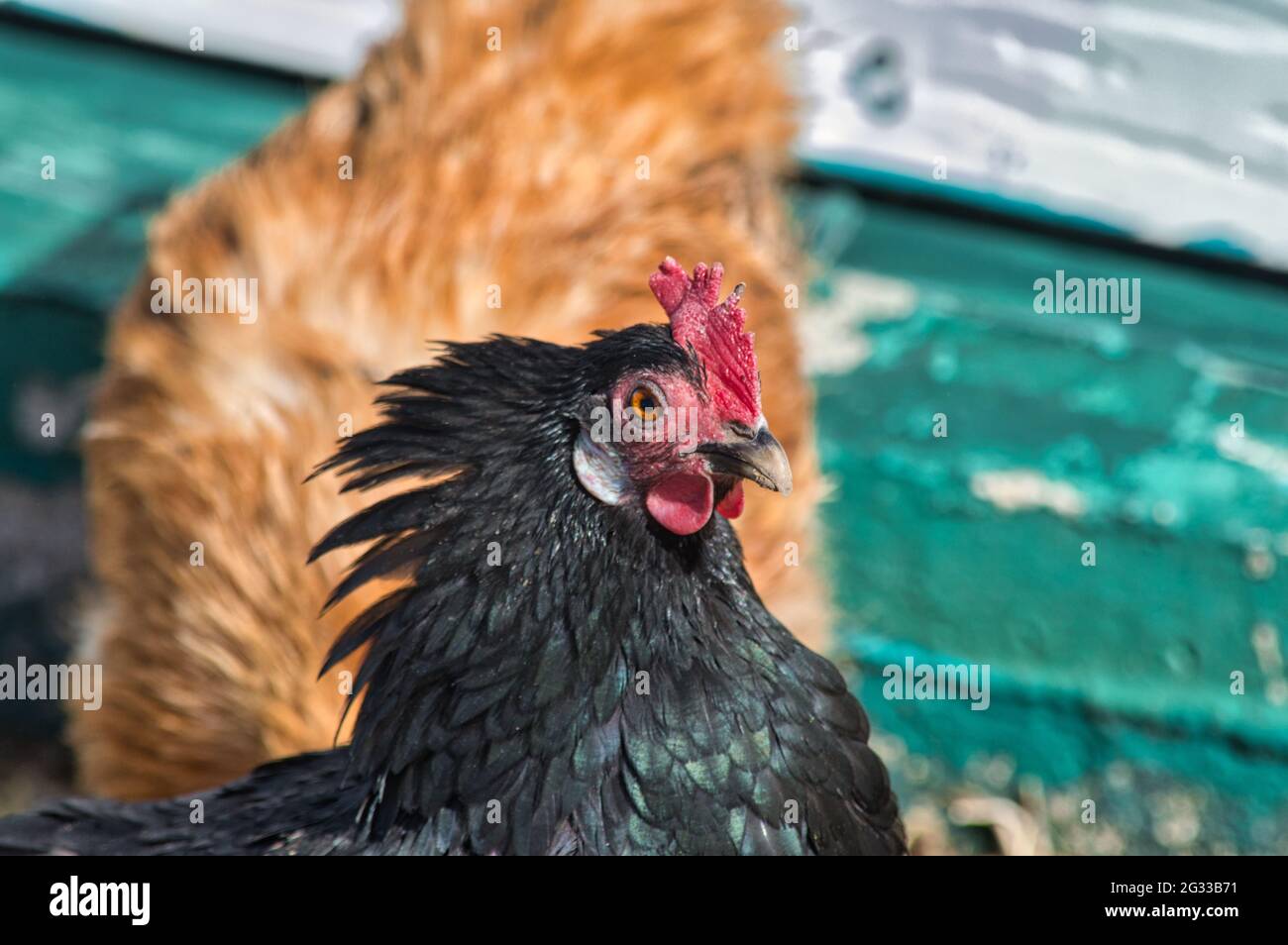 Hen with red comb hi-res stock photography and images - Alamy
