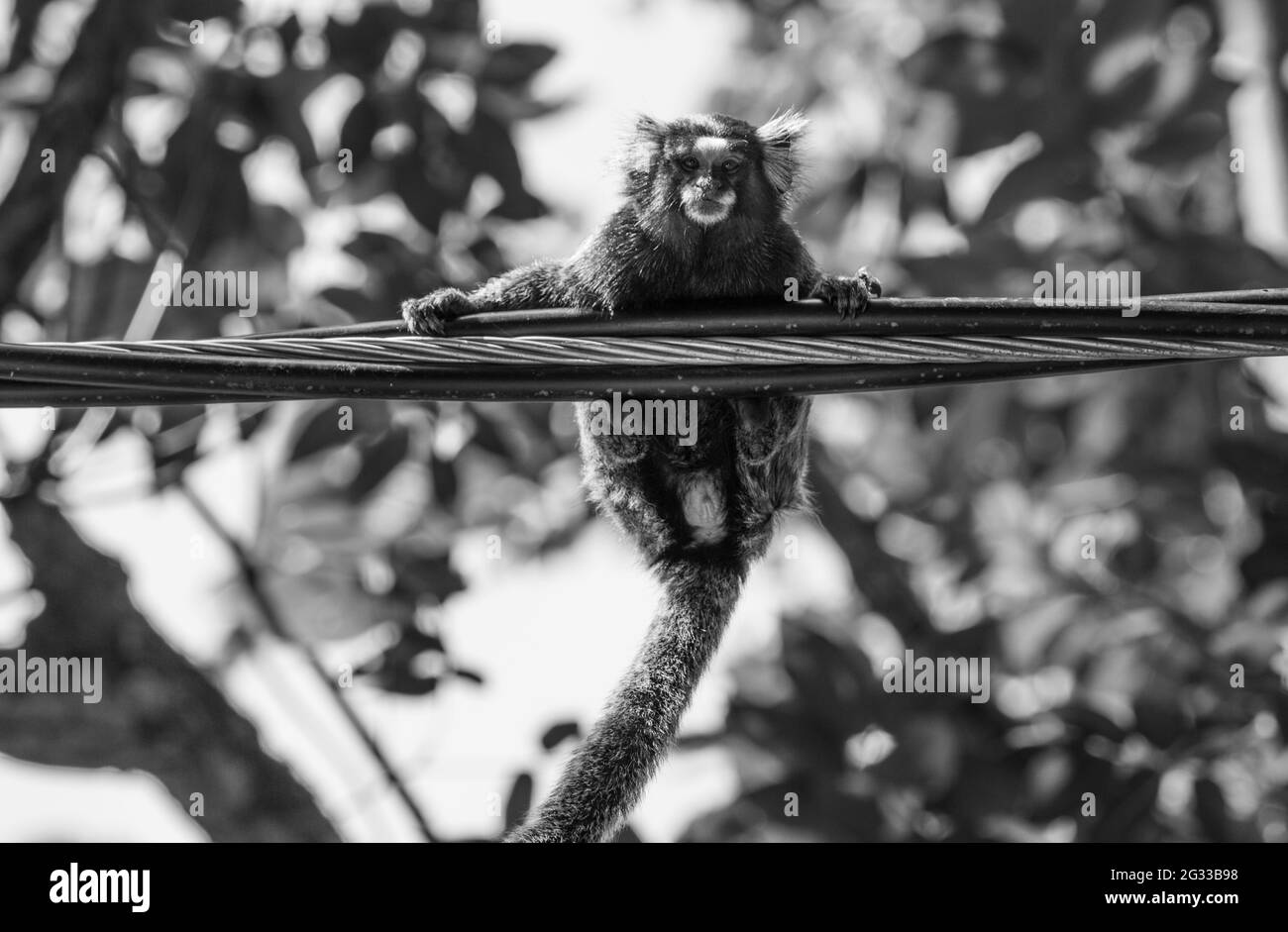 Sagoin hi-res stock photography and images - Alamy