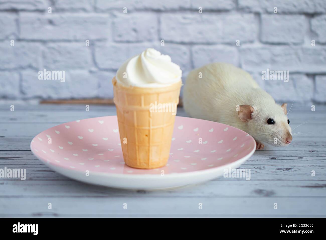 A cute white rat sits next to a waffle cup with white ice cream. The ...