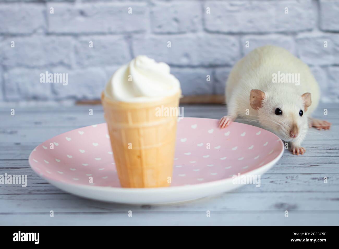 A cute white rat sits next to a waffle cup with white ice cream. The ...