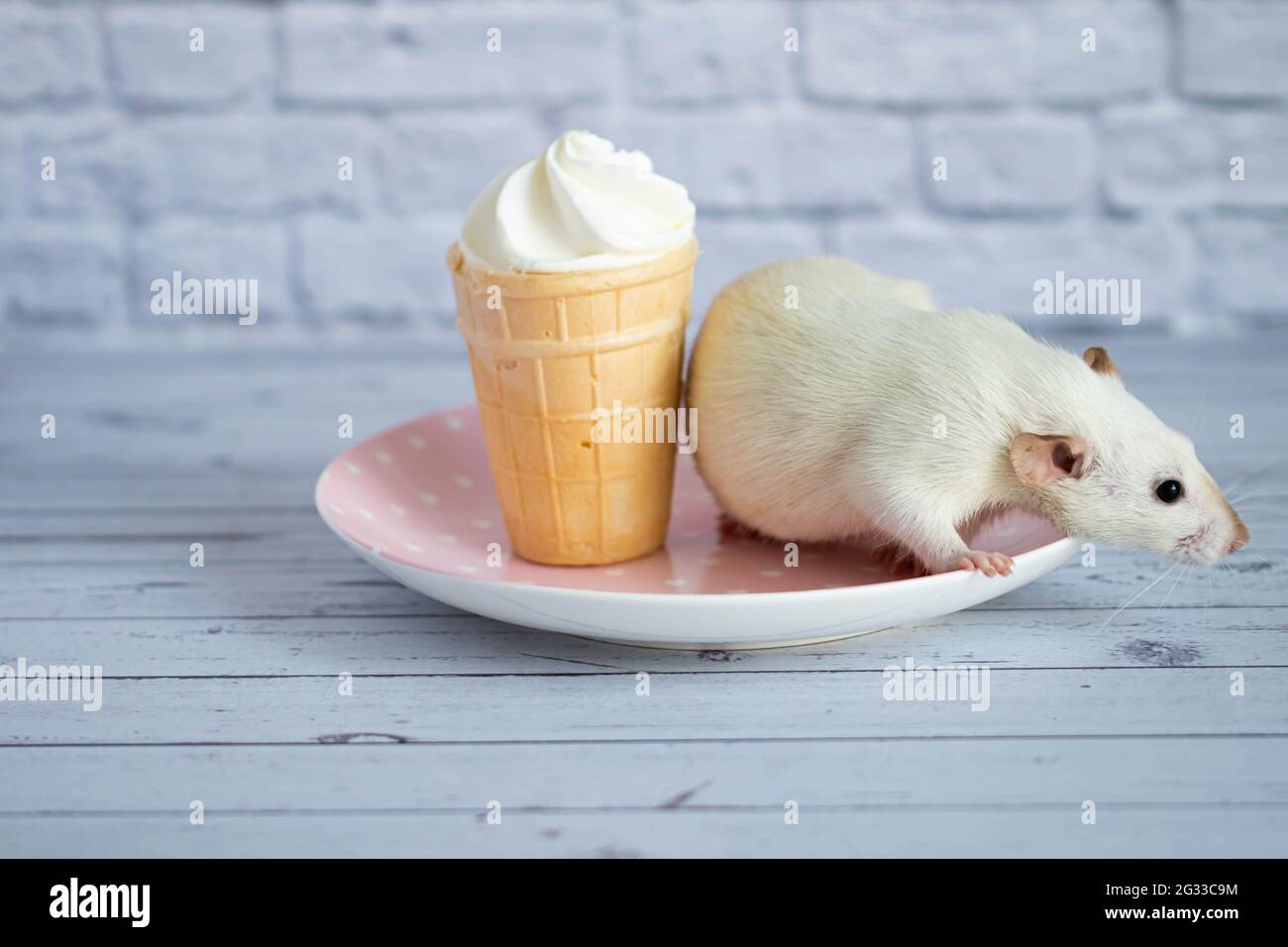 A cute white rat sits next to a waffle cup with white ice cream. The ...