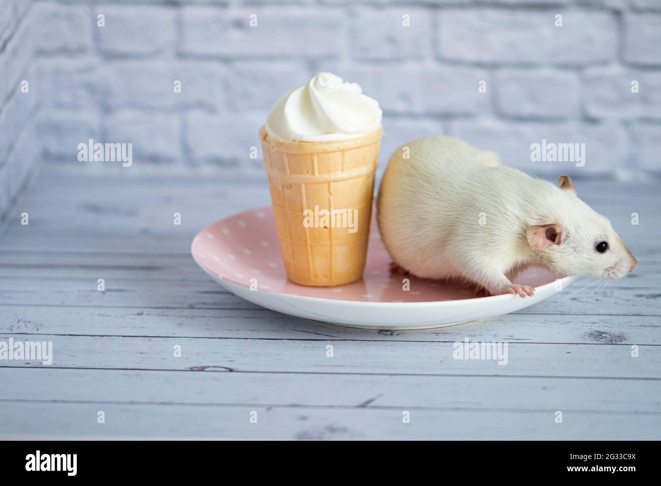 A cute white rat sits next to a waffle cup with white ice cream. The ...