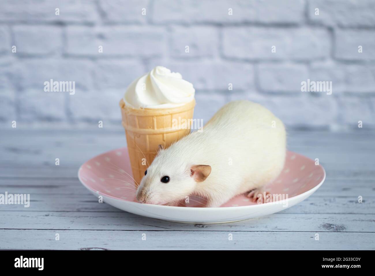 A cute white rat sits next to a waffle cup with white ice cream. The ...