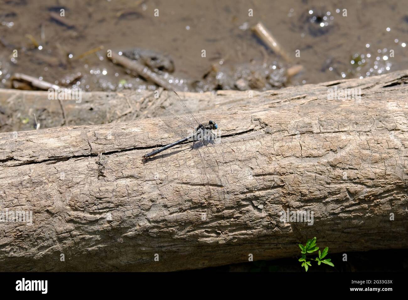 Dusky Clubtail (Gomphus spicatus) on a log by a pond in Ottawa, Ontario ...