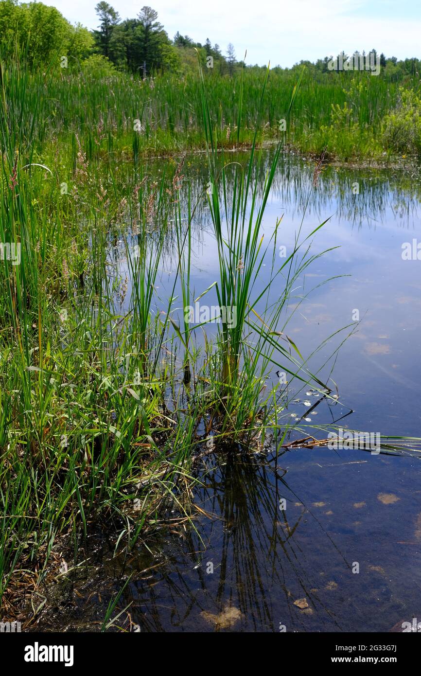 Tall reeds and wetland on the Klondike hiking trail at South March ...