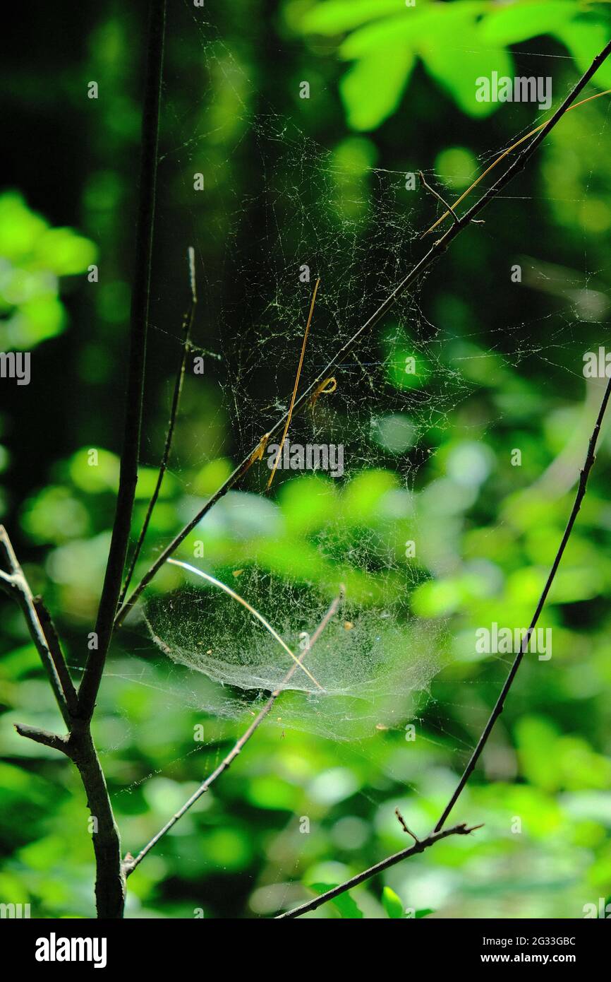 Delicate spider web stretches between twigs, lit up by the summer sun ...