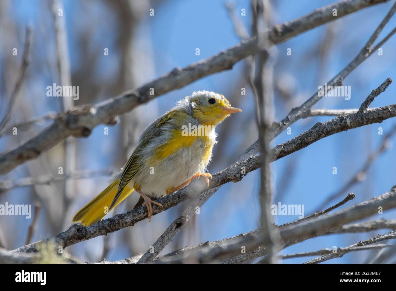 Warber bird hi-res stock photography and images - Alamy