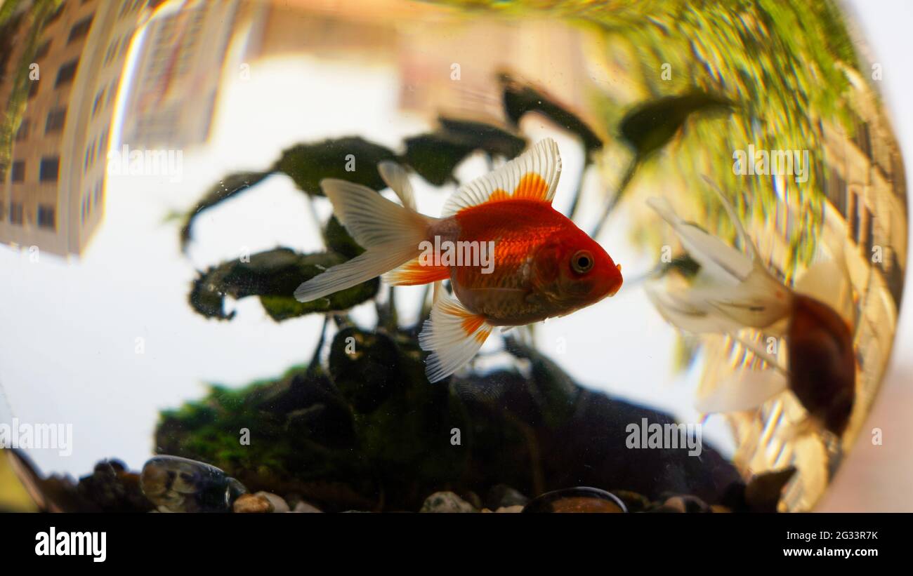 Small goldfish swimming in a round glass fish tank Stock Photo - Alamy
