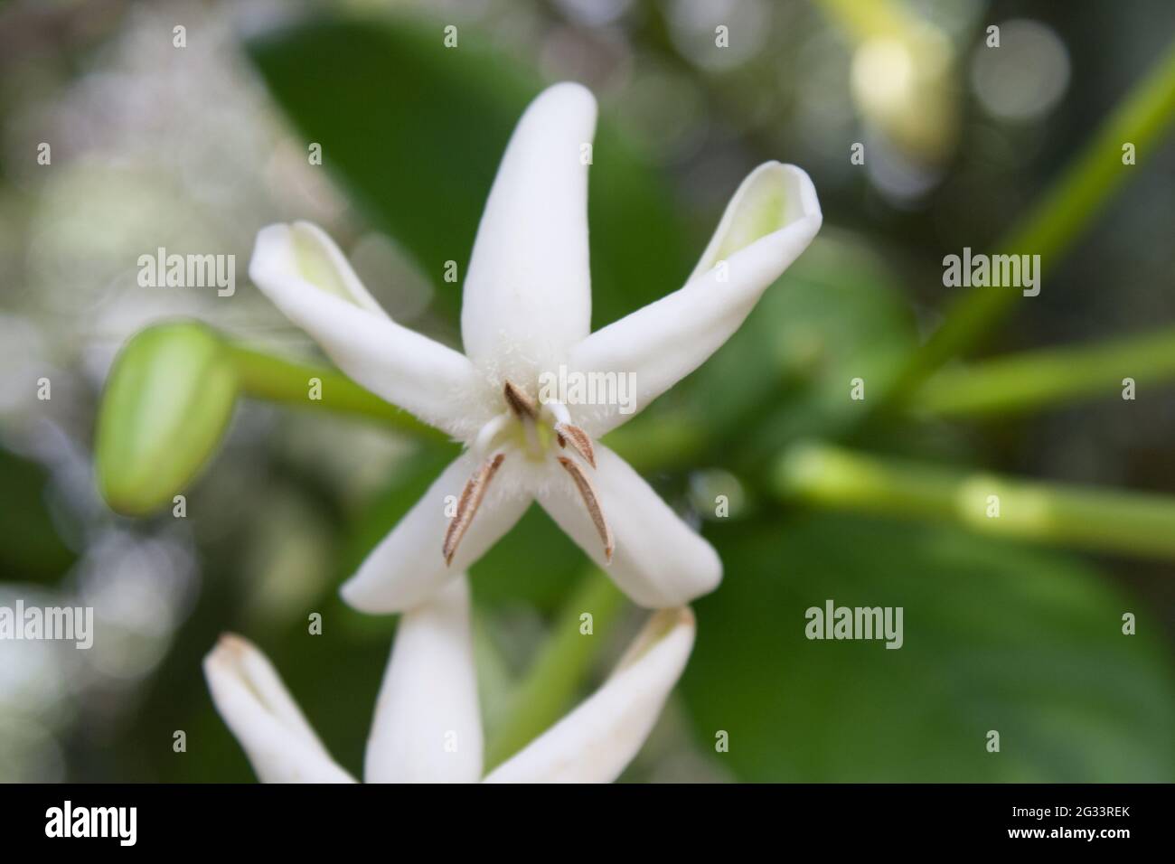 Selective focus of the beautifully blossomed white Papaya flower Stock ...