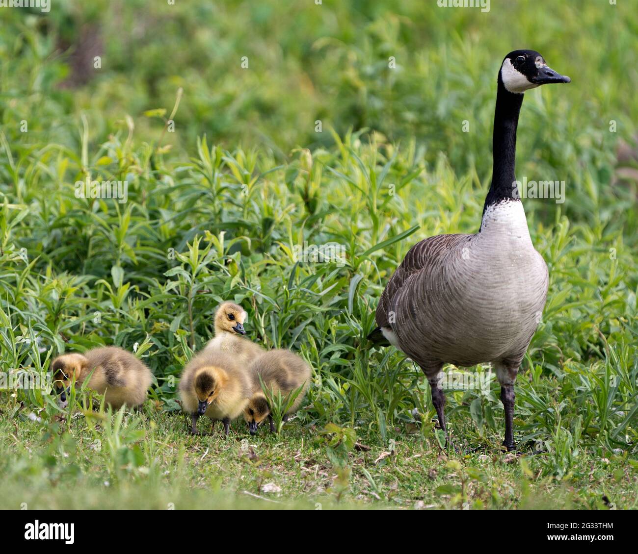 Black people migration north hi-res stock photography and images - Alamy