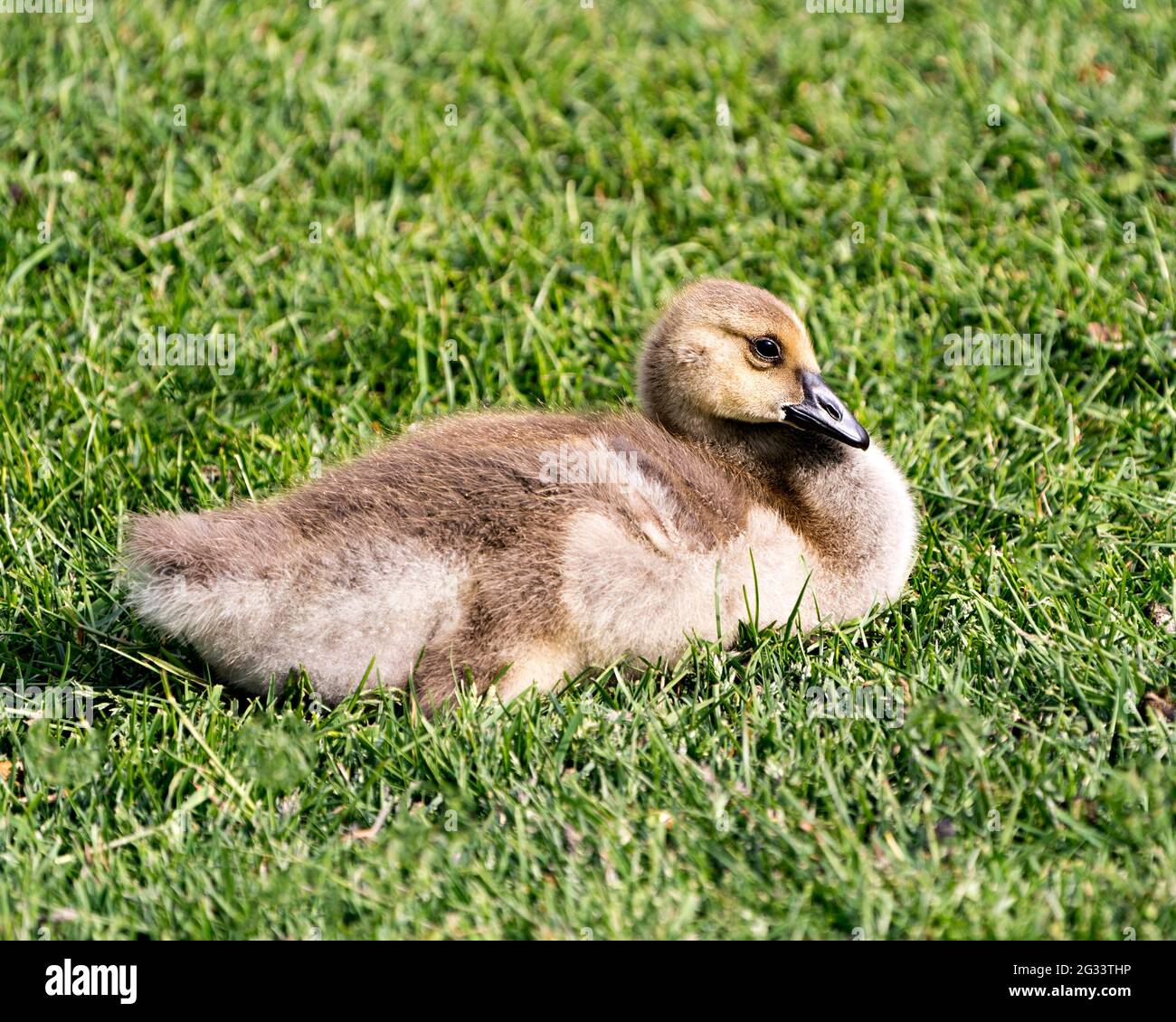 Canadian baby gosling close-up profile view resting on grass in its ...