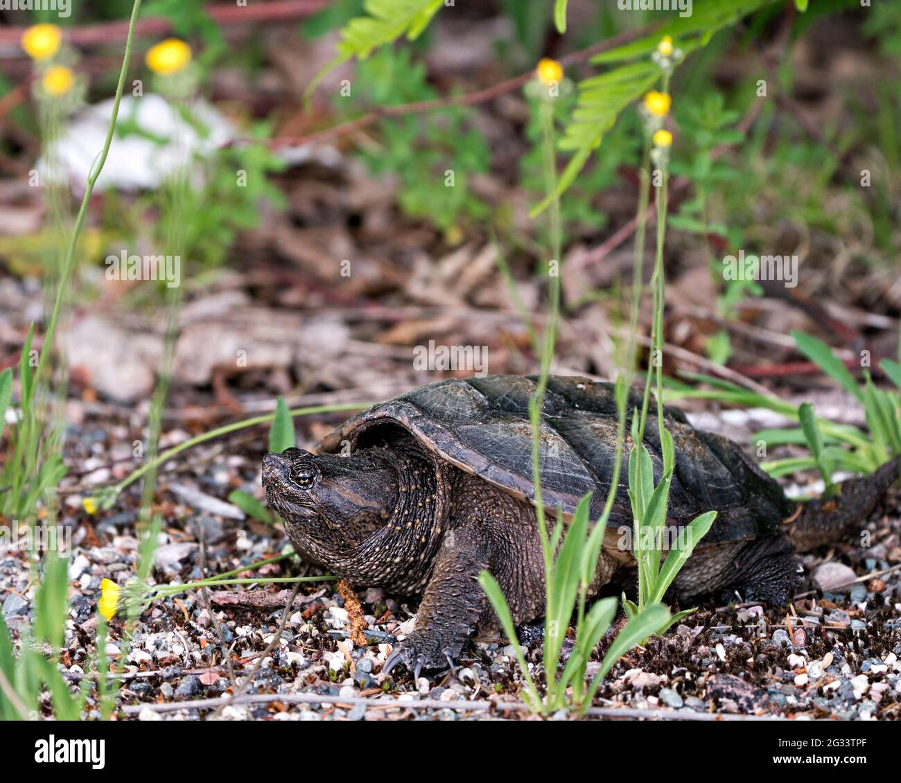 Snapping turtle walking on gravel hi-res stock photography and images ...