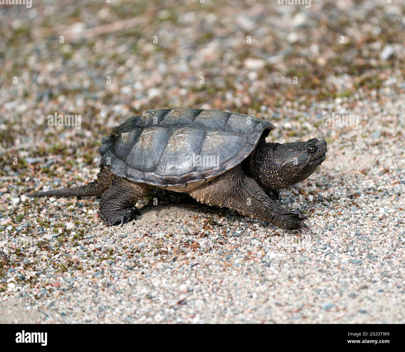 Snapping Turtle close-up profile view walking on gravel in its ...