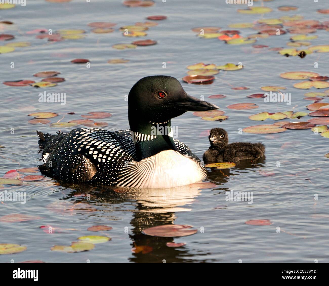 Common Loon swimming and caring for baby chick loon with water lily ...