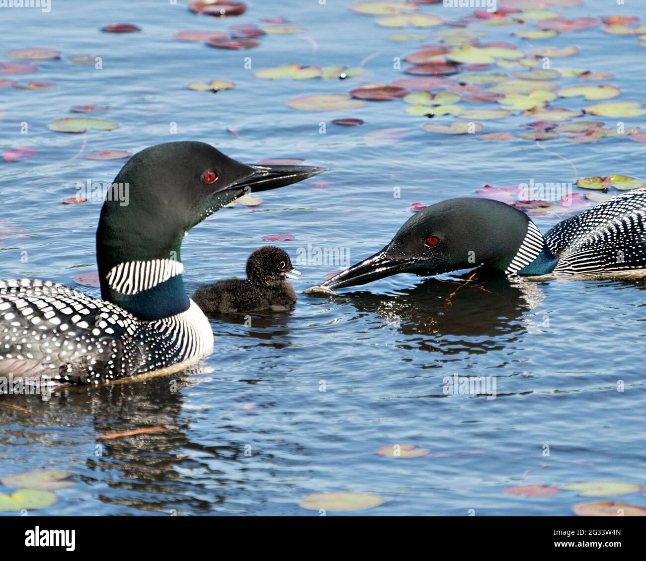 Common Loon parents and baby loon swimming with water lily pads and ...