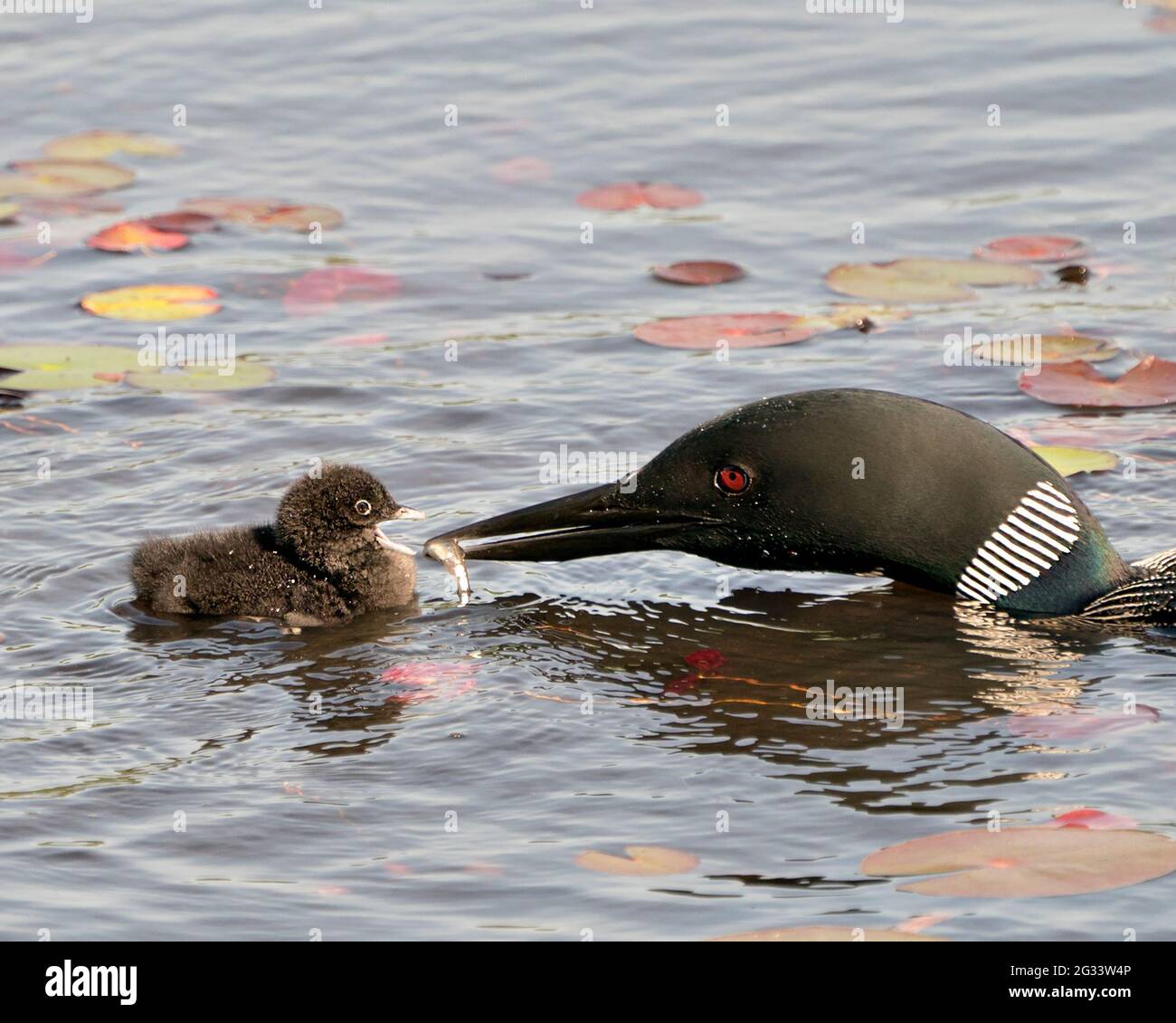Common Loon and baby chick loon swimming in pond and celebrating the ...