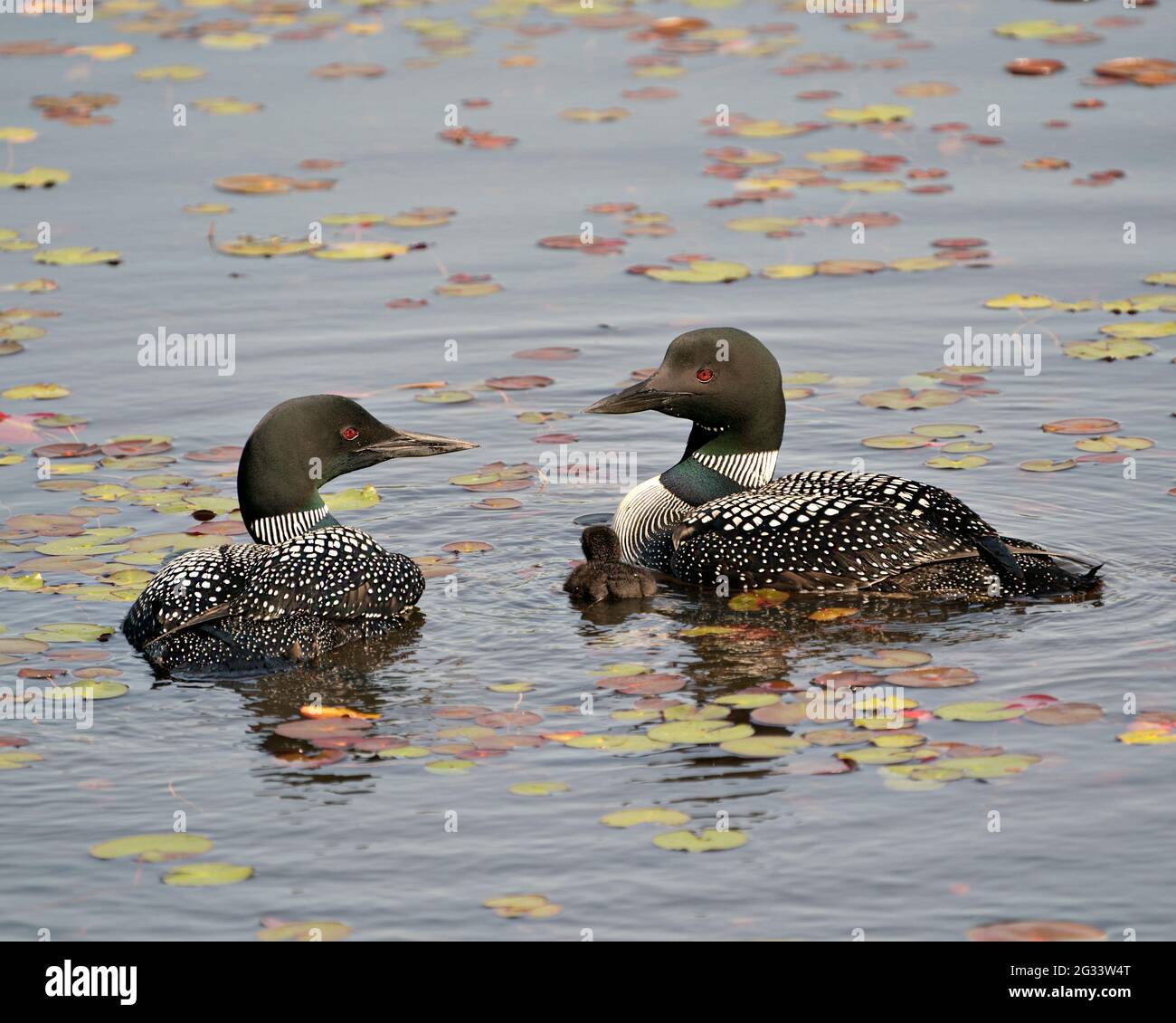 Common Loon parents and baby loon swimming with water lily pads and ...