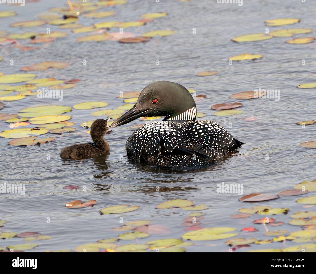 Common Loon and baby chick loon swimming in pond and celebrating the ...