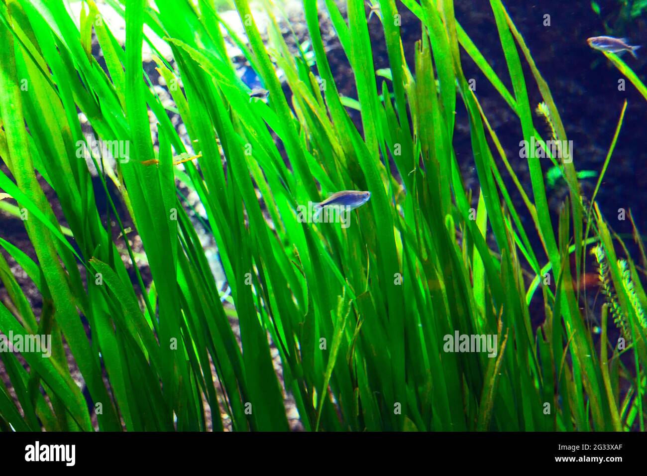 Green Algae Plants . Underwater nature of bottom sea water Stock Photo ...